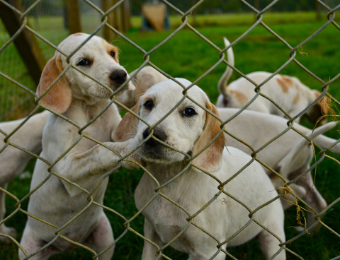 Canadian Anti-Fraud Centre Bulletin: Non-delivery scams | New Brunswick ...